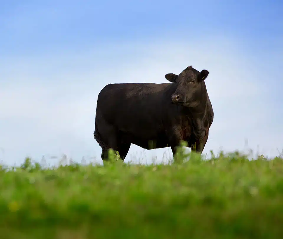 Why Aberdeen Angus? The Secret to Tender, Flavoursome Beef - Yorkshire ...